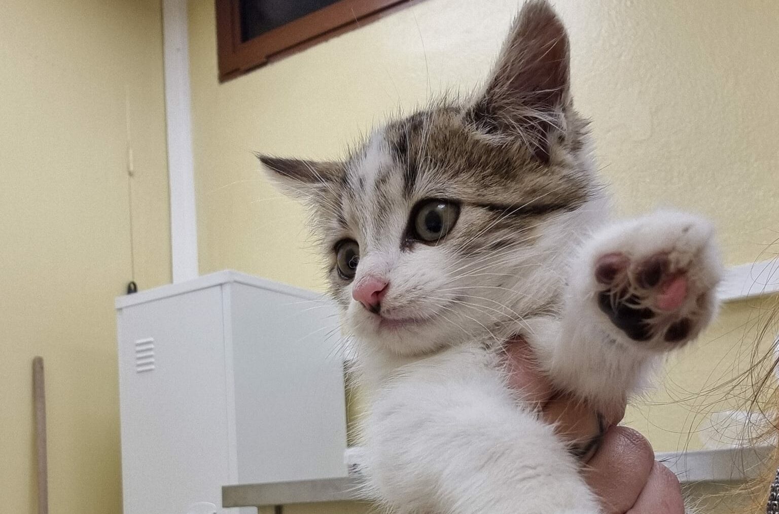 Kidiboo | Truffes Sans Toit